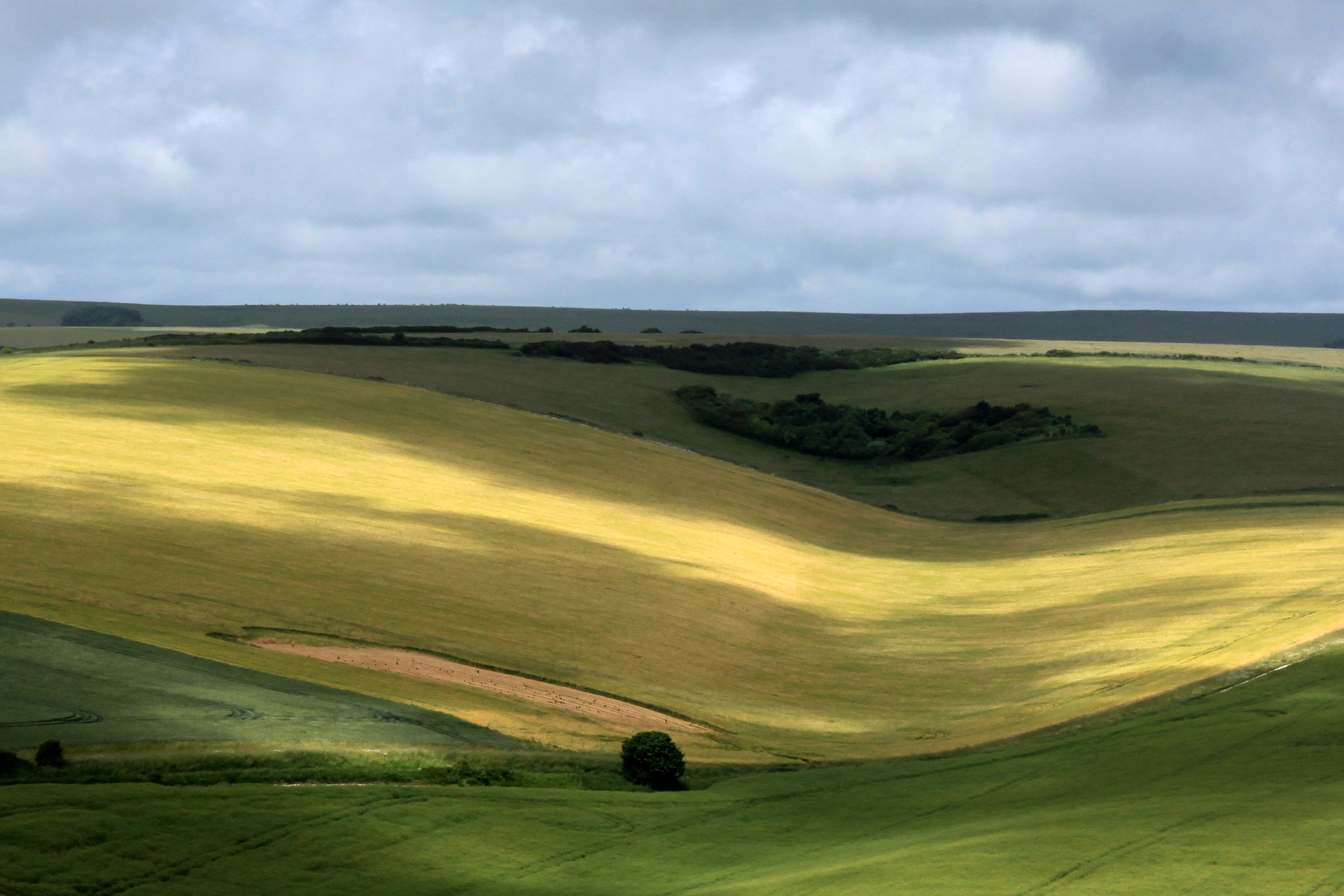 History of Brighton & Hove's trees - CPRE Sussex