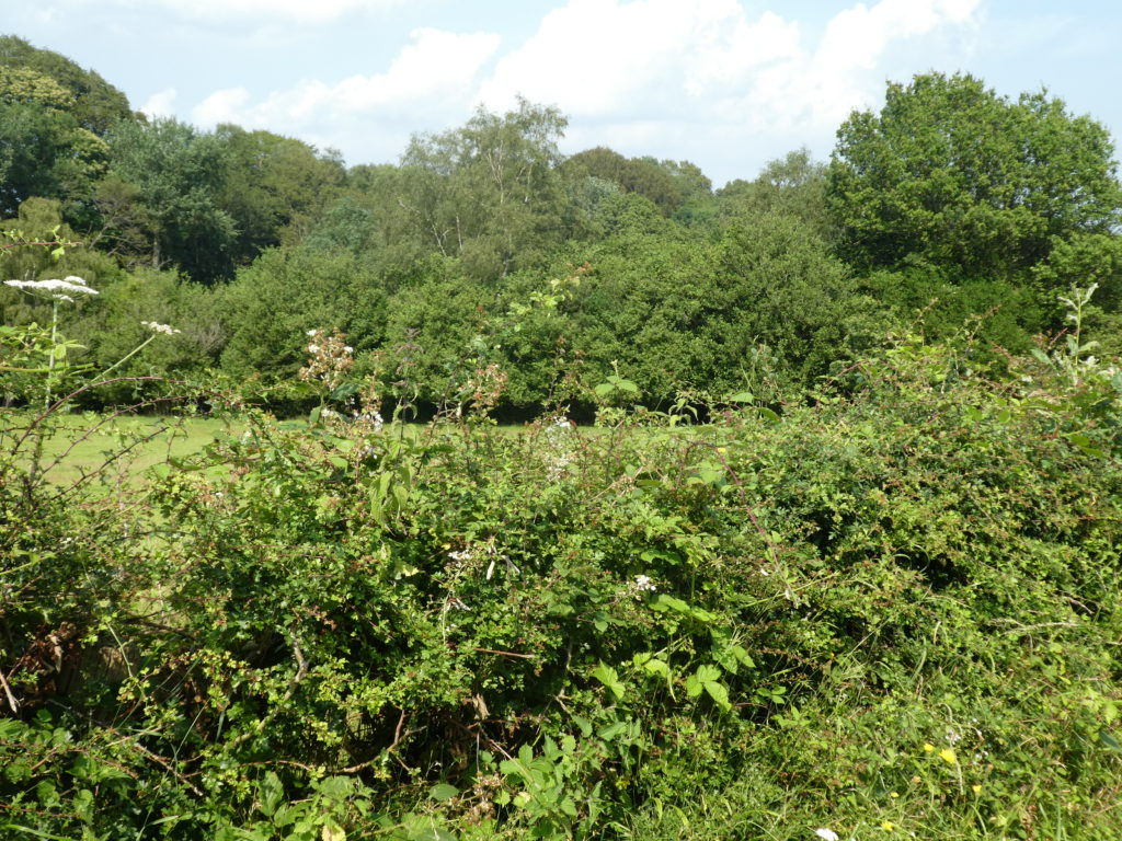 Farmers want funding to extend hedgerow network and boost nature - CPRE ...