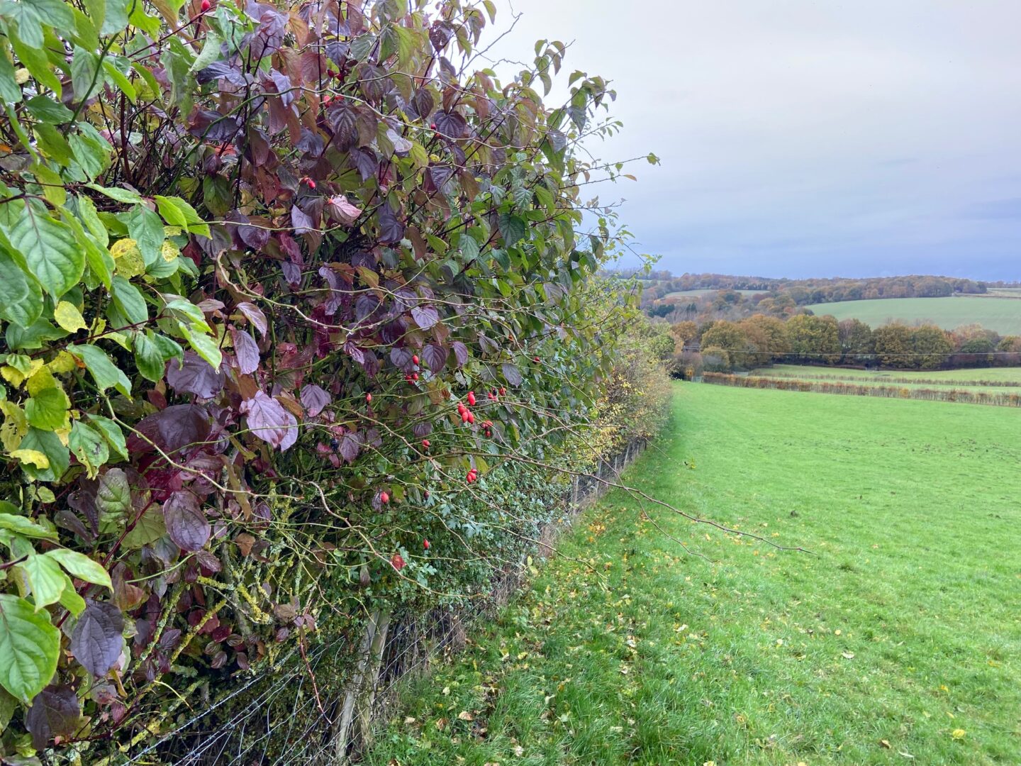 26 & 27 January: Hedgerow planting at Hartfield – volunteering ...