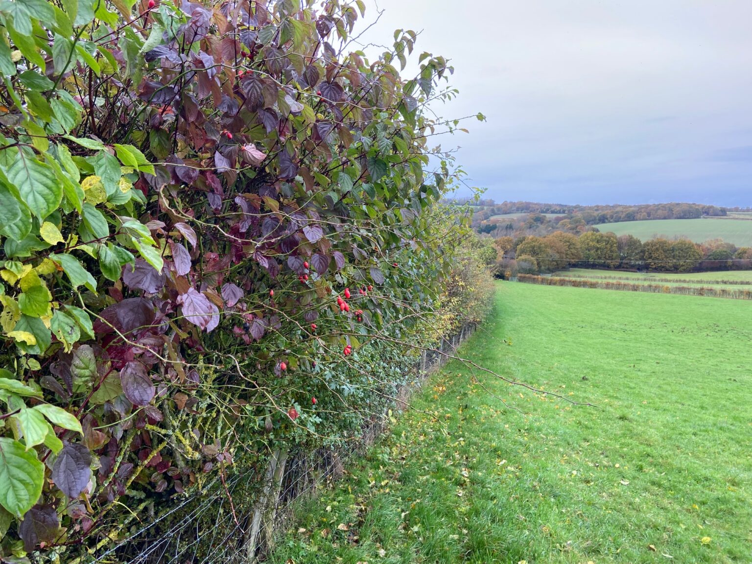 26 & 27 January: Hedgerow planting at Hartfield – volunteering ...