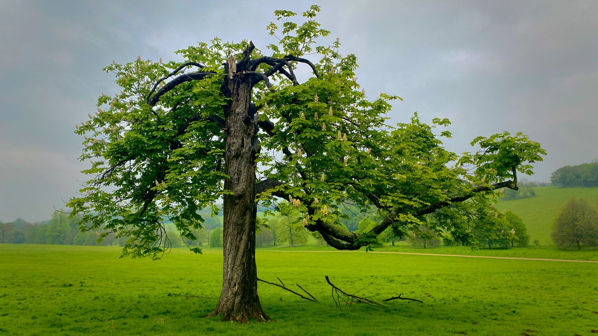 Photo competition: ‘I love this tree because...’ - CPRE Sussex